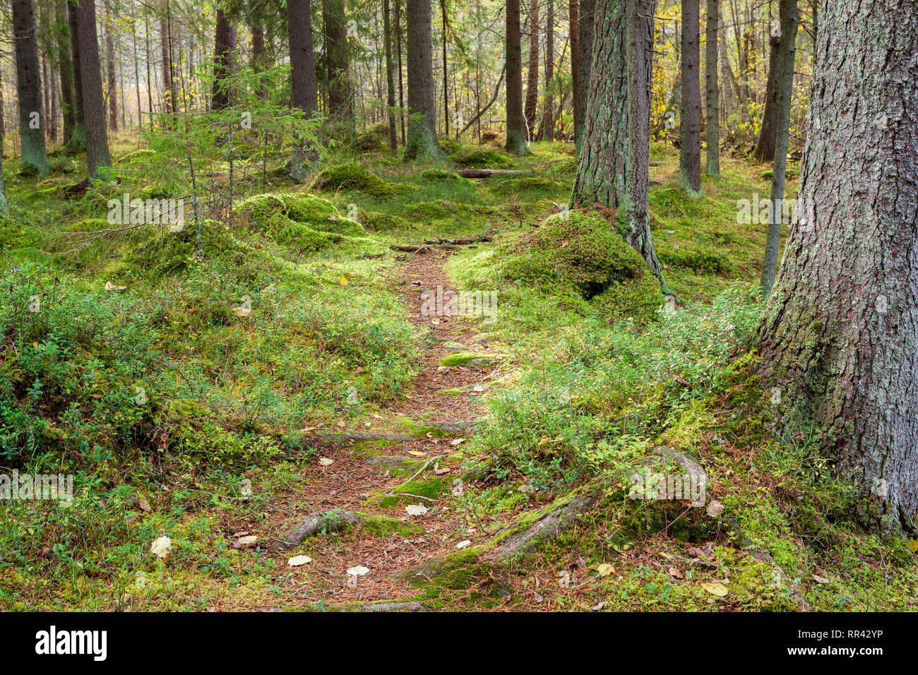 Coniferous forest finland -Fotos und -Bildmaterial in hoher Auflösung ...