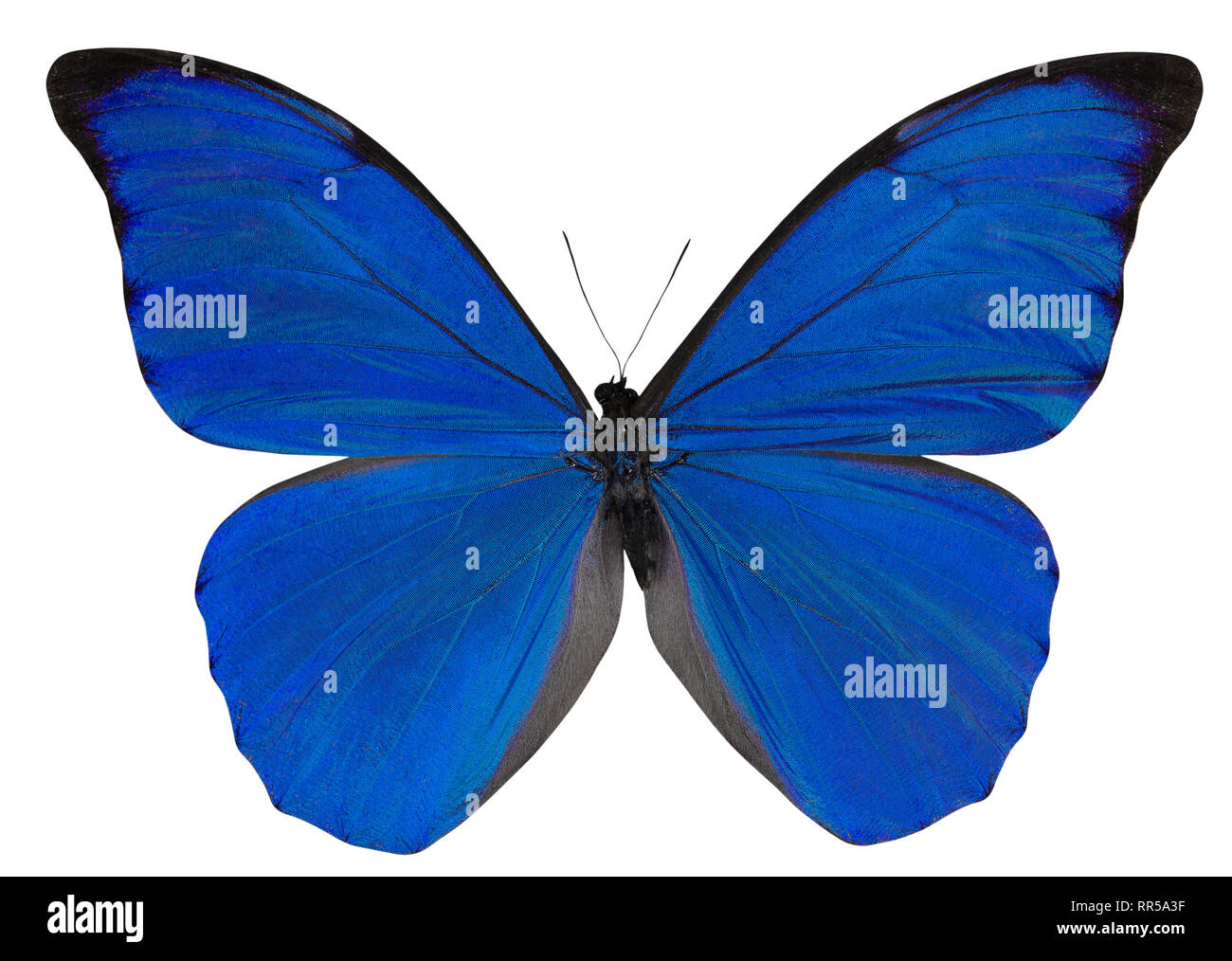 Morpho anaxibia -Fotos und -Bildmaterial in hoher Auflösung – Alamy