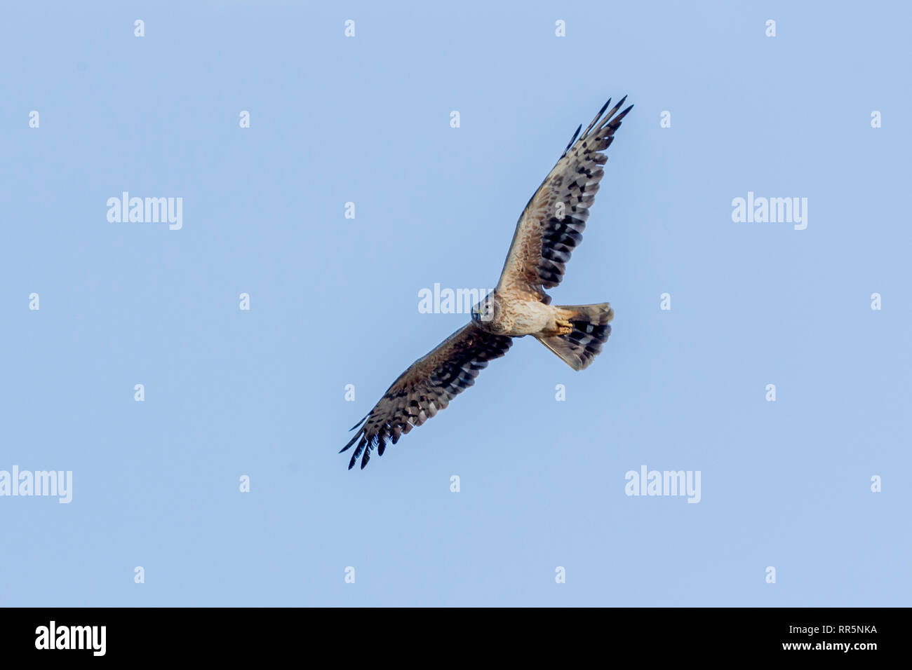 Die blasse harrier -Fotos und -Bildmaterial in hoher Auflösung – Alamy