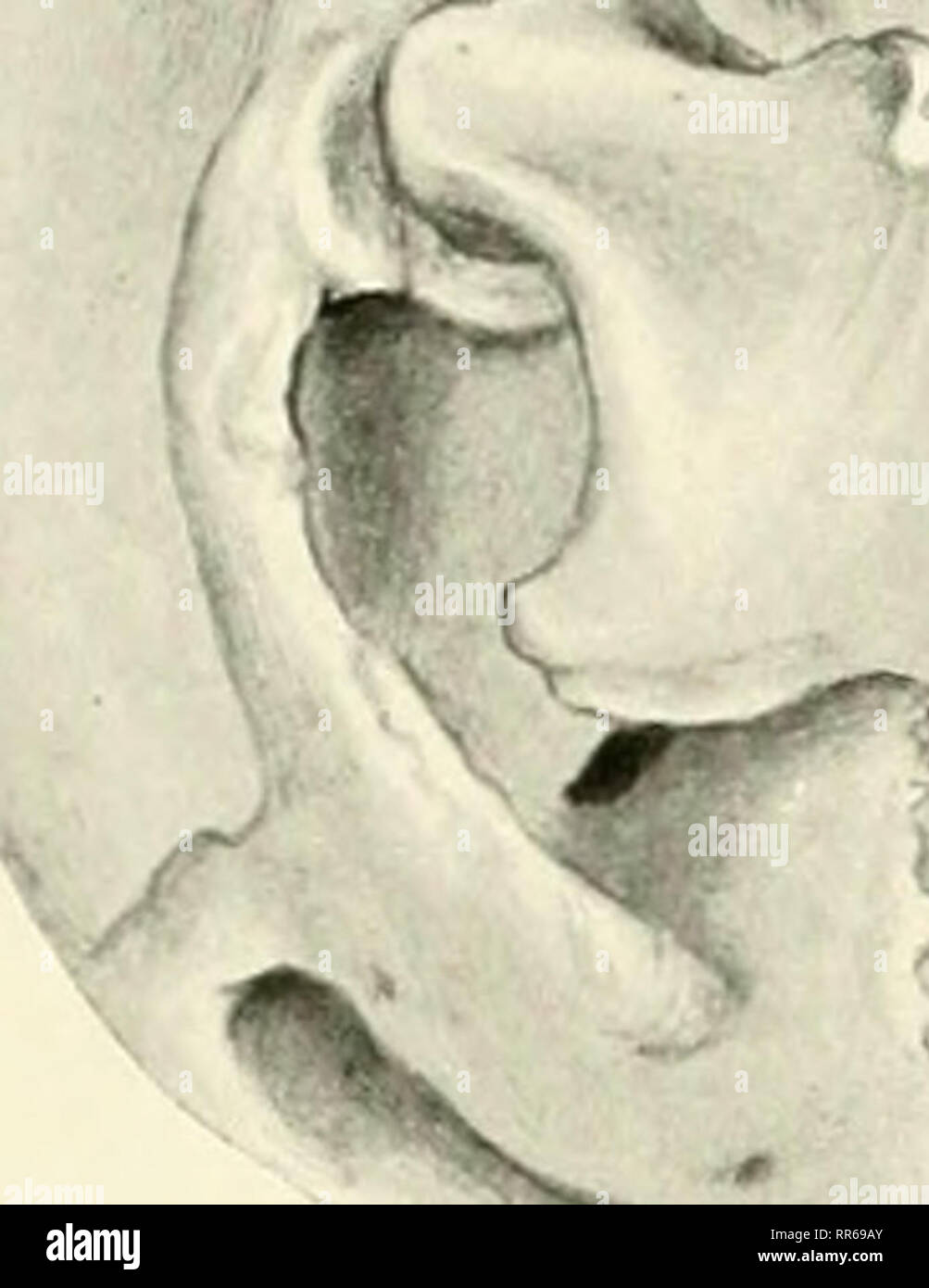 Processus mastoideus -Fotos und -Bildmaterial in hoher Auflösung – Alamy