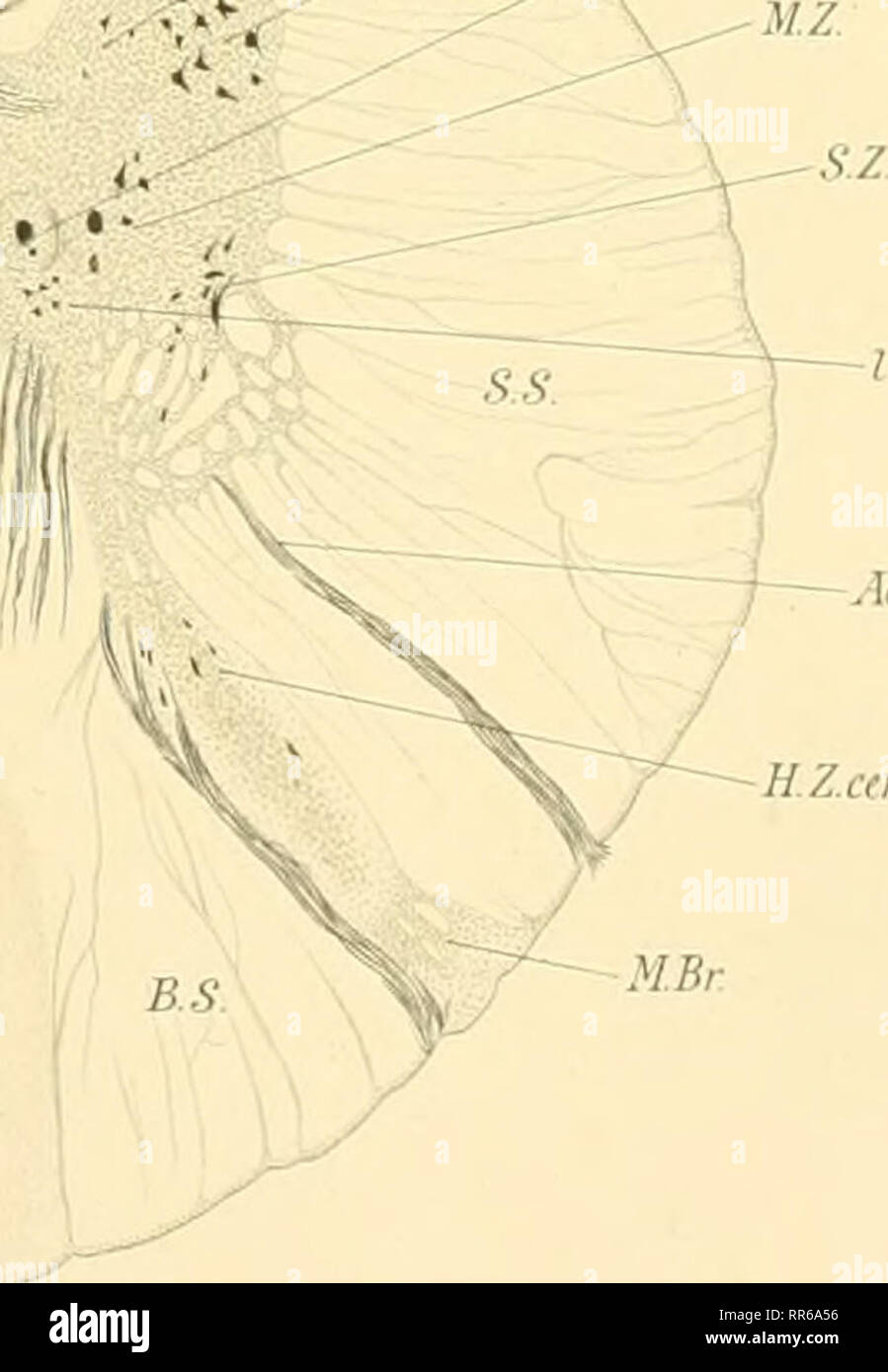 Gorilla Mensch Stockfotos und -bilder Kaufen - Alamy
