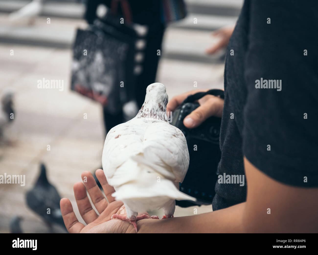 Taube essen Feed stehen auf der menschlichen Hand. Ein Fotograf füttert ...