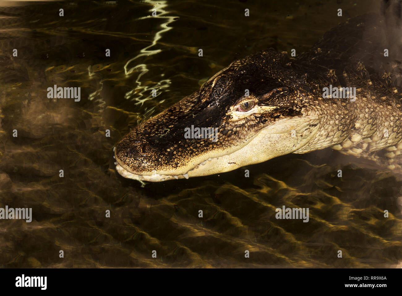 Menschenfresser krokodil -Fotos und -Bildmaterial in hoher Auflösung ...
