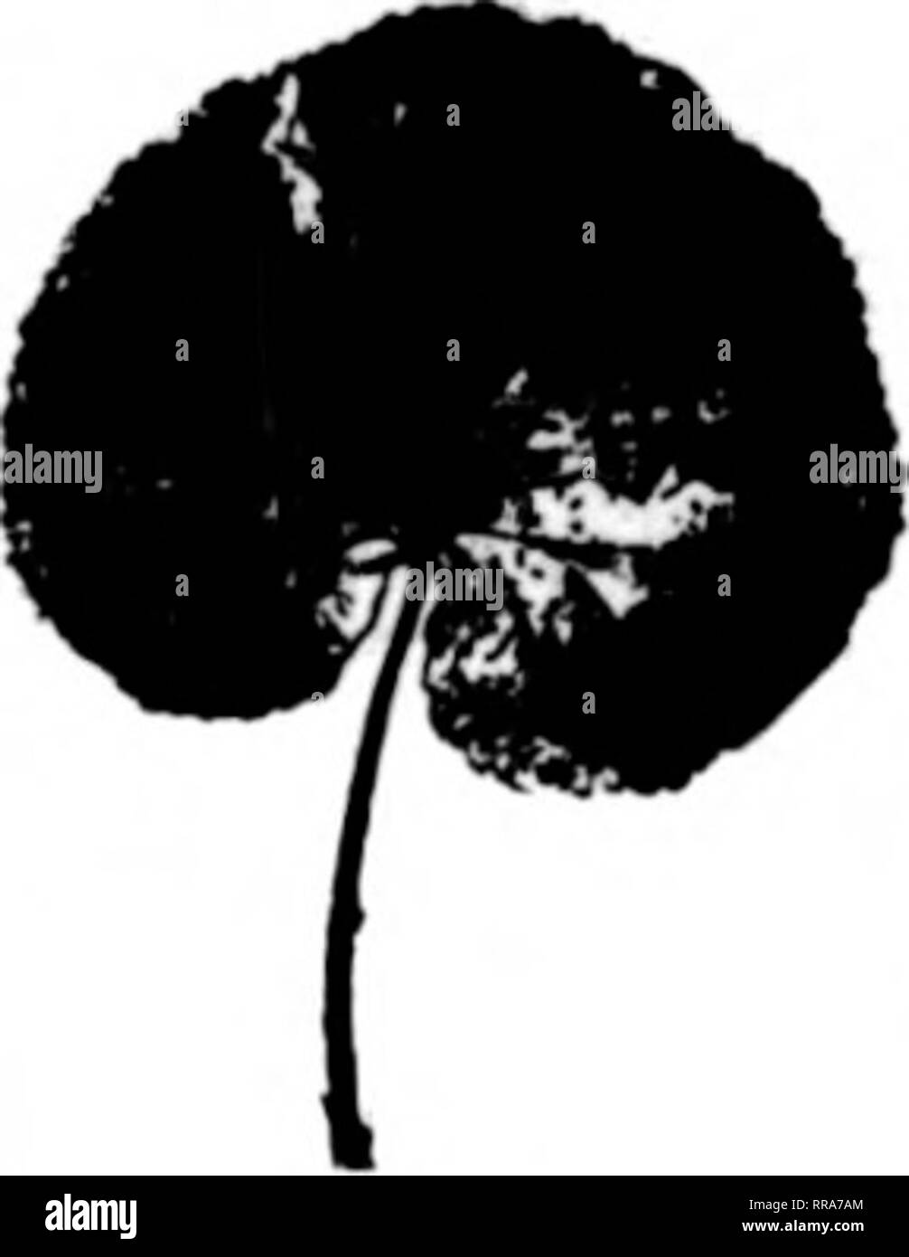 . Floristen Review [microform]. Blumenzucht. Die Waldmeister Grüns ...