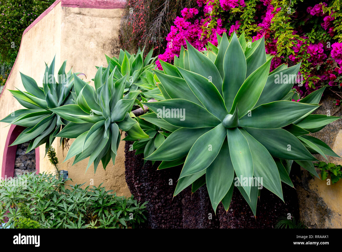 Portugal agave -Fotos und -Bildmaterial in hoher Auflösung – Alamy