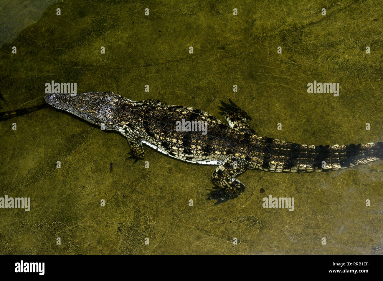 Menschenfresser krokodil -Fotos und -Bildmaterial in hoher Auflösung ...