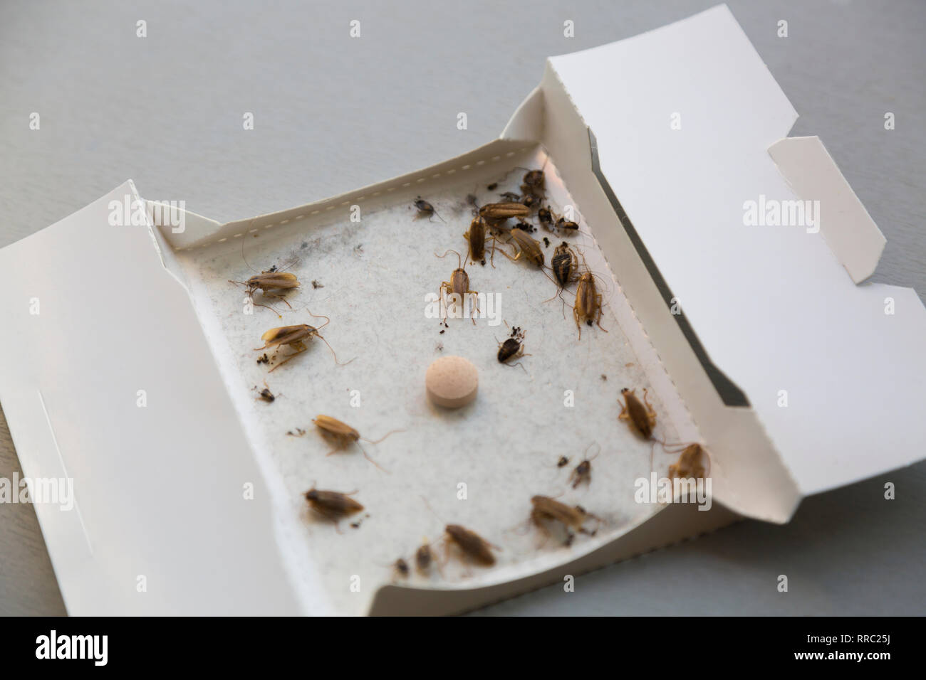 Sterbende kakerlake -Fotos und -Bildmaterial in hoher Auflösung – Alamy