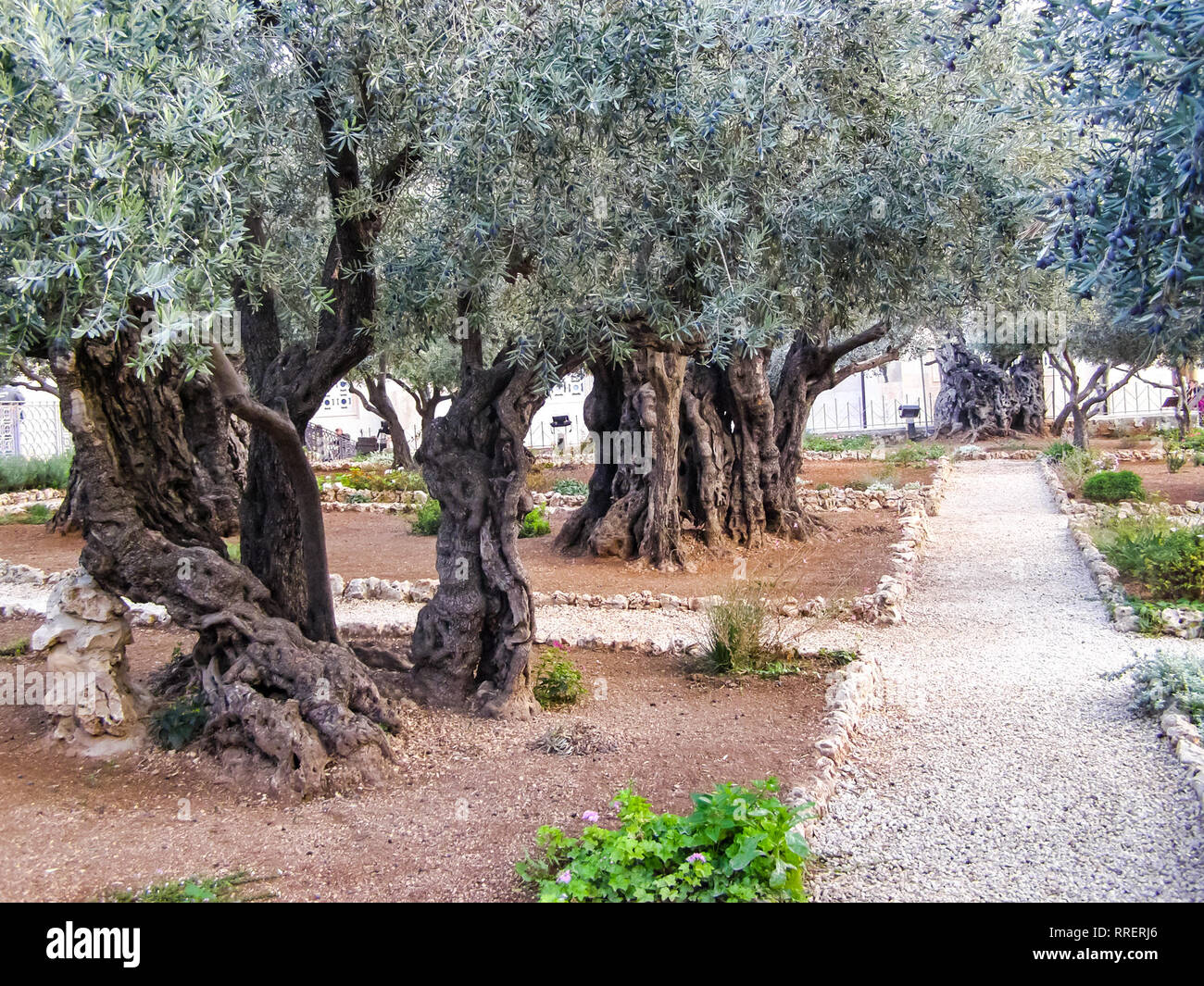 Olive Tree In Jerusalem File:Beit Jamal, Ancient Olive Tree, Over 2K