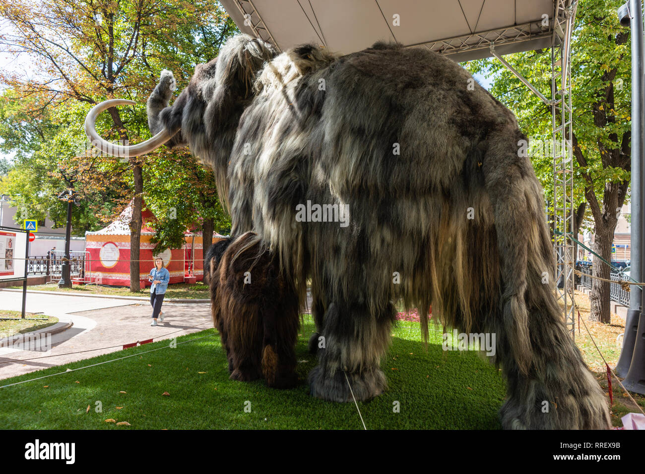 Baby mammoth -Fotos und -Bildmaterial in hoher Auflösung – Alamy