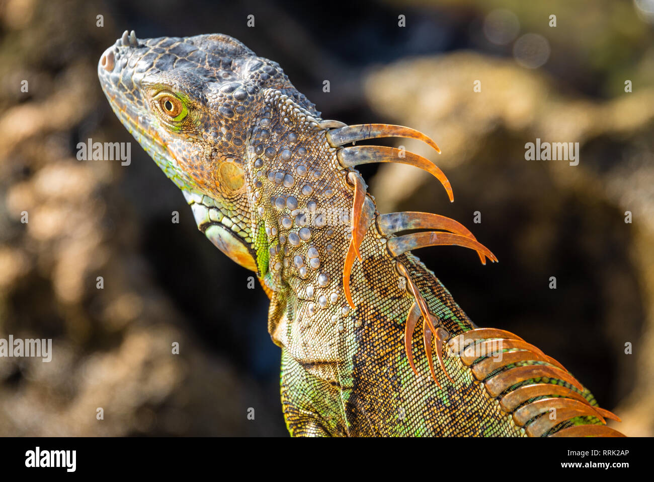Palm beach florida leguan -Fotos und -Bildmaterial in hoher Auflösung ...