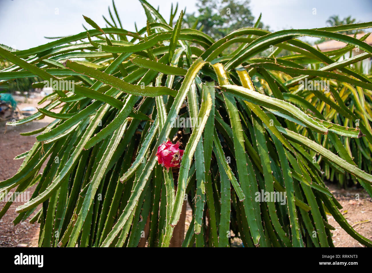 Drachenfrucht bauernhof -Fotos und -Bildmaterial in hoher Auflösung – Alamy