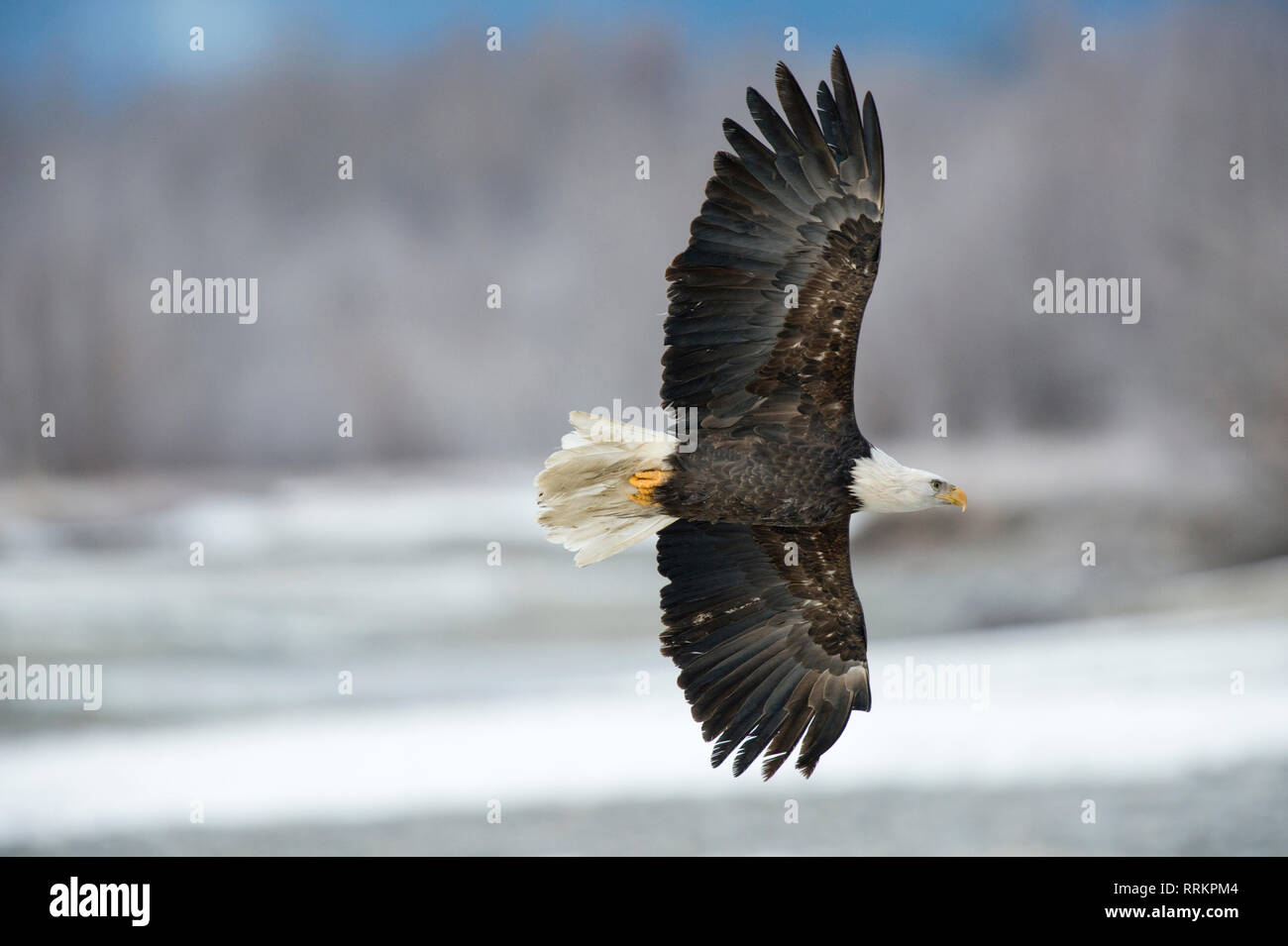 Fliegender adler -Fotos und -Bildmaterial in hoher Auflösung – Alamy