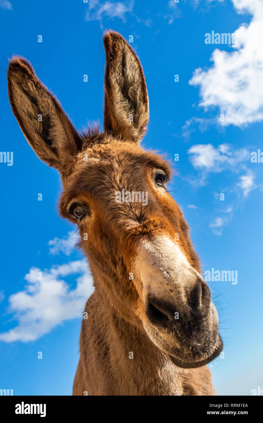 Lustiger esel -Fotos und -Bildmaterial in hoher Auflösung – Alamy
