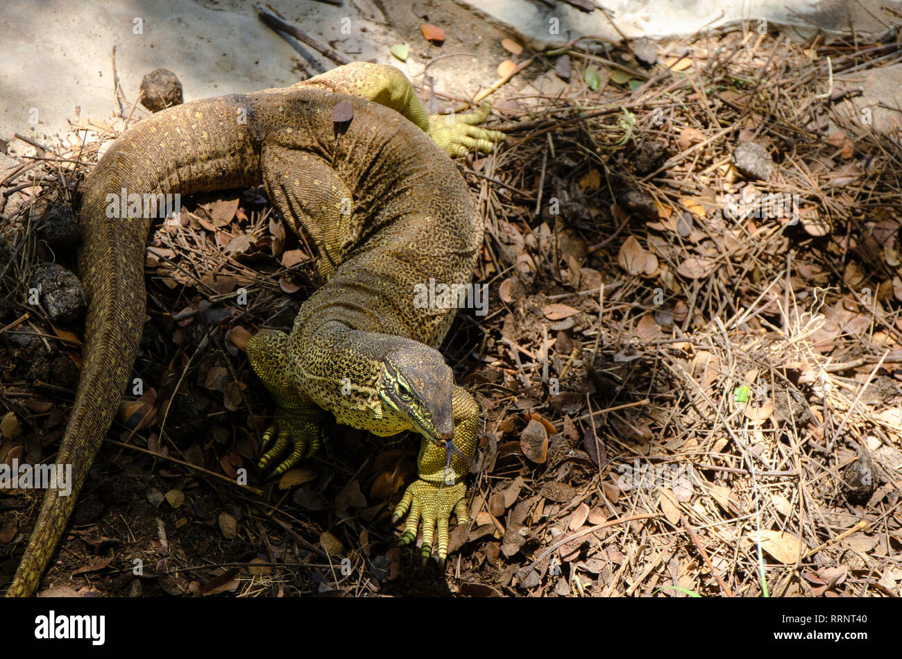 Die bungarra -Fotos und -Bildmaterial in hoher Auflösung – Alamy