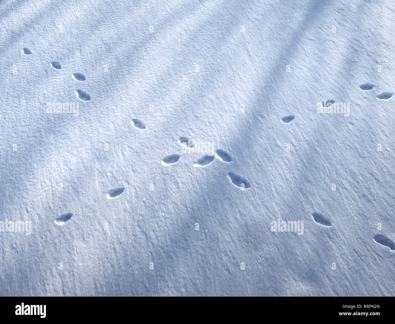 Fuchsspuren Im Schnee Stockfotos und -bilder Kaufen - Seite 2 - Alamy