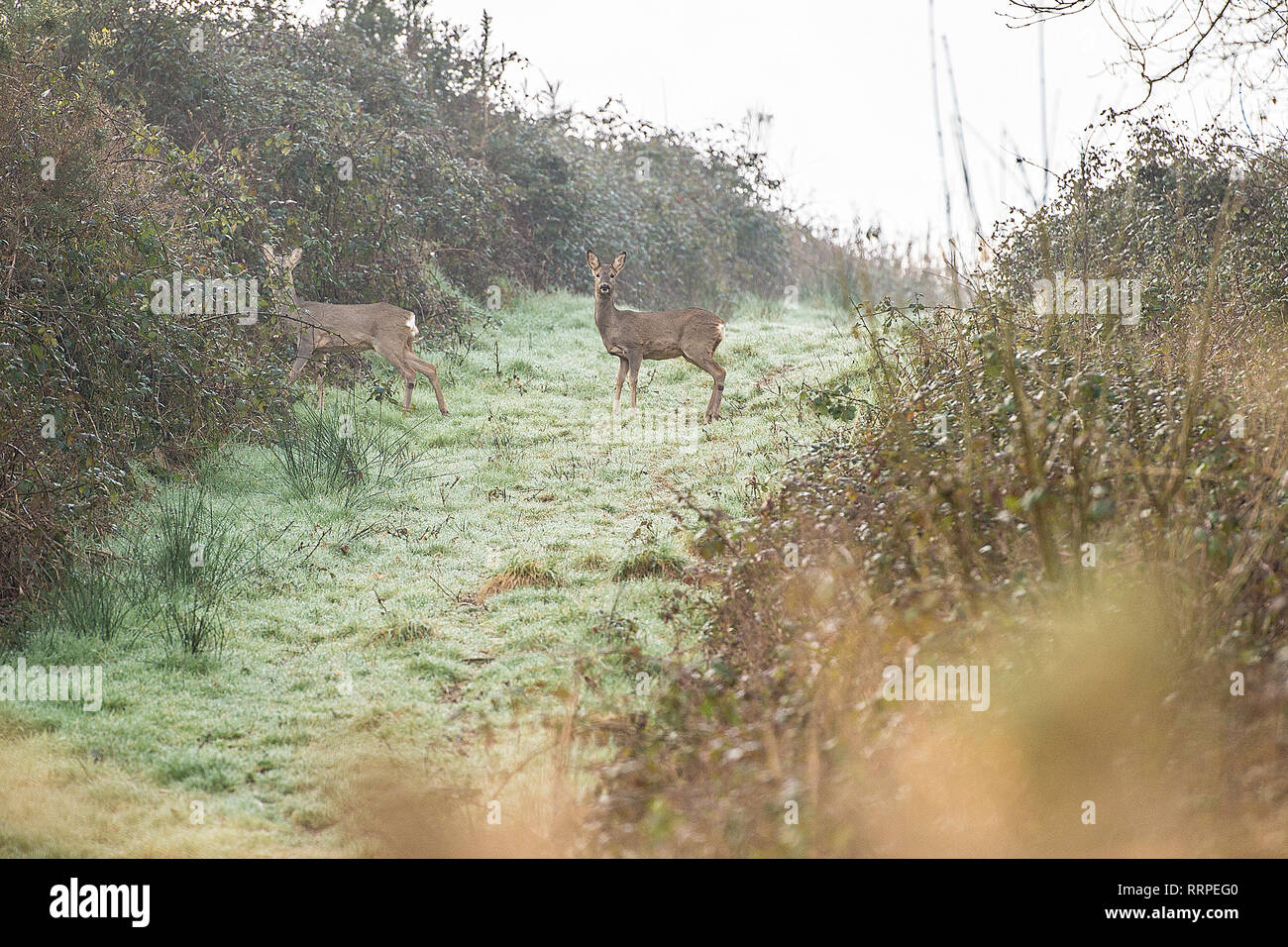 Capreolus capreolus tierwelt -Fotos und -Bildmaterial in hoher ...