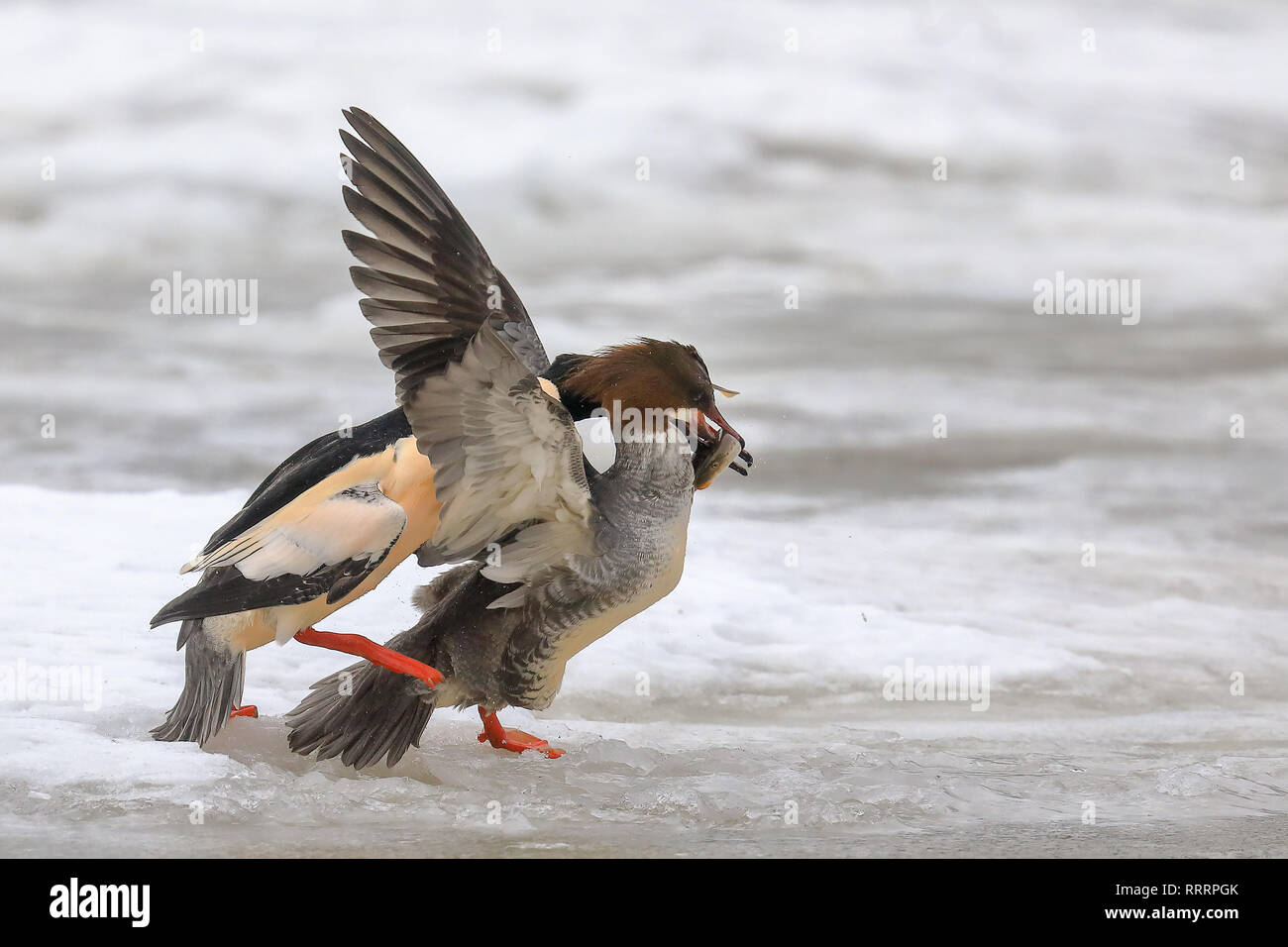 Neunauge essen -Fotos und -Bildmaterial in hoher Auflösung – Alamy