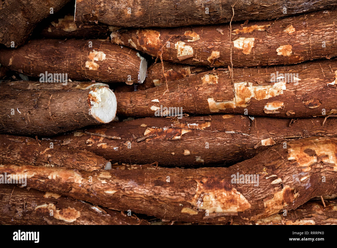 Maniok manihot -Fotos und -Bildmaterial in hoher Auflösung – Alamy