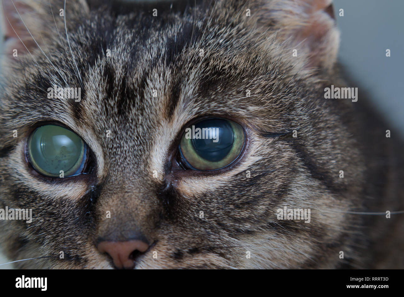 Blinde katze -Fotos und -Bildmaterial in hoher Auflösung – Alamy