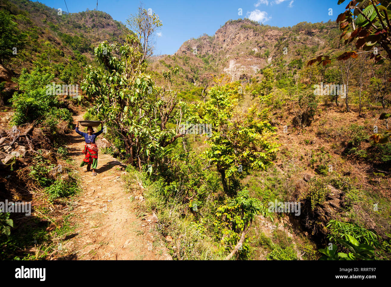 Chowgarh tiger -Fotos und -Bildmaterial in hoher Auflösung – Alamy