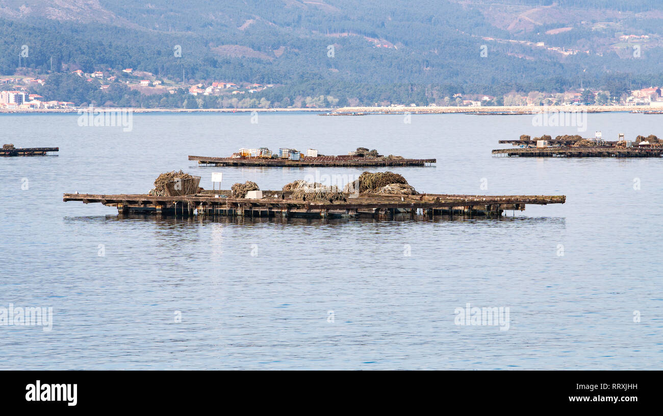 Meeresblaue Muschel Stockfotos und -bilder Kaufen - Alamy