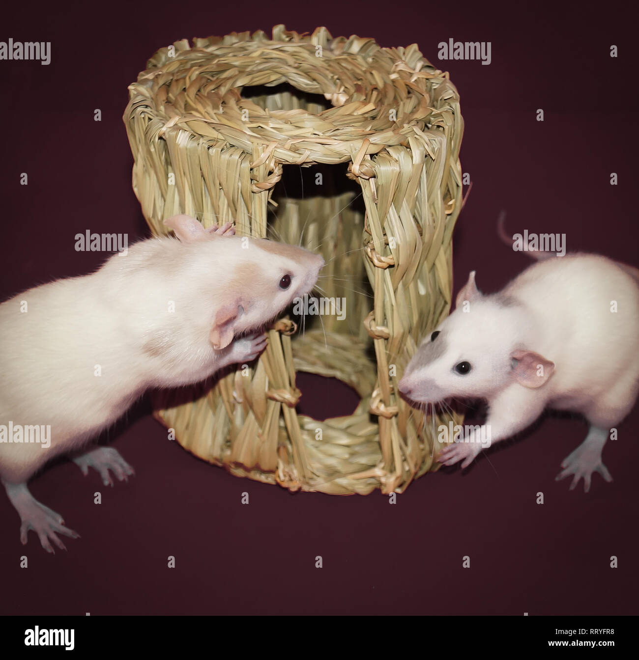 Ratte spielzeug dumbo ratten -Fotos und -Bildmaterial in hoher ...