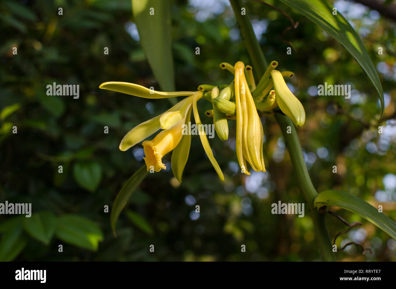 Eine vanille -Fotos und -Bildmaterial in hoher Auflösung – Alamy