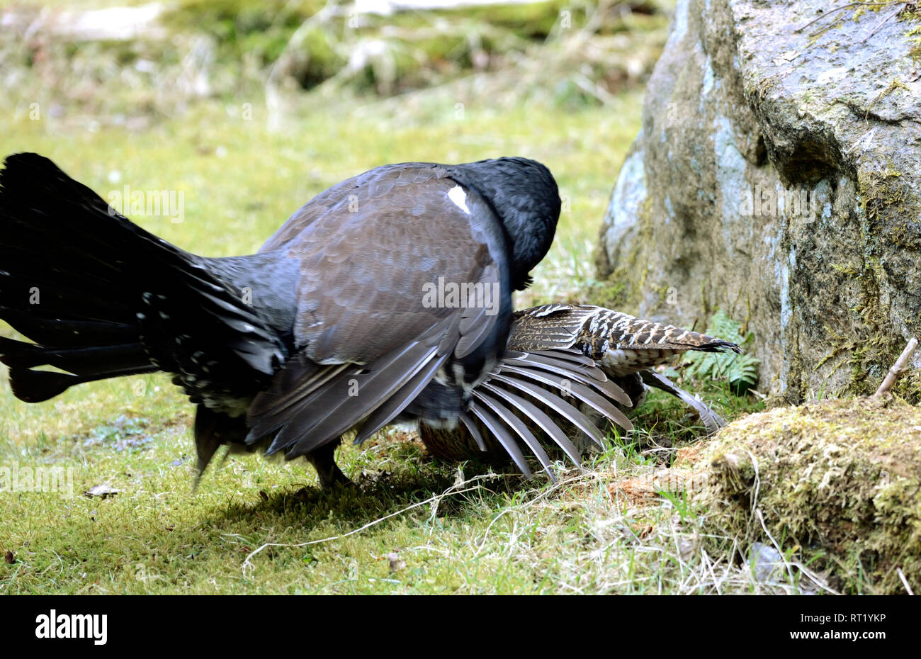 Auerhahn, Auerhühner, Fasan, grossen Hahn, Hühner, Hühner- vogel, vögel ...