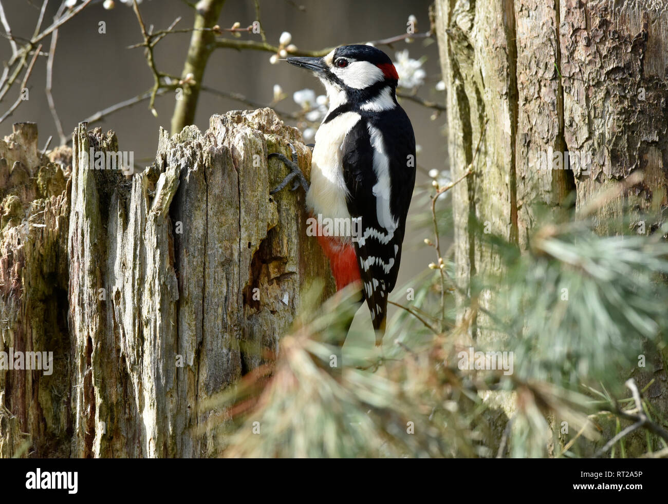 Echte Spechte Stockfotos und -bilder Kaufen - Alamy