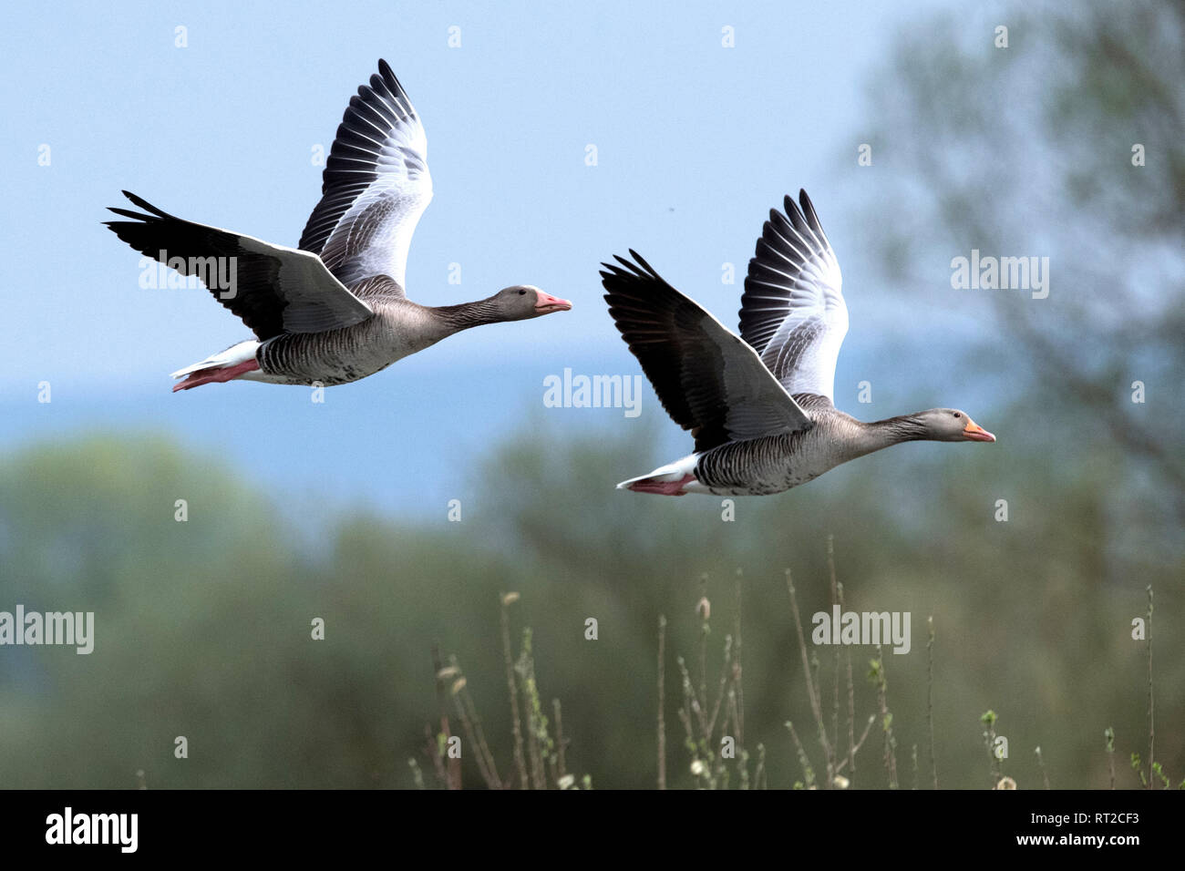 Tringa totanus, fliegende Graugänse, vögel, gänse, Graugans, Graugänse ...