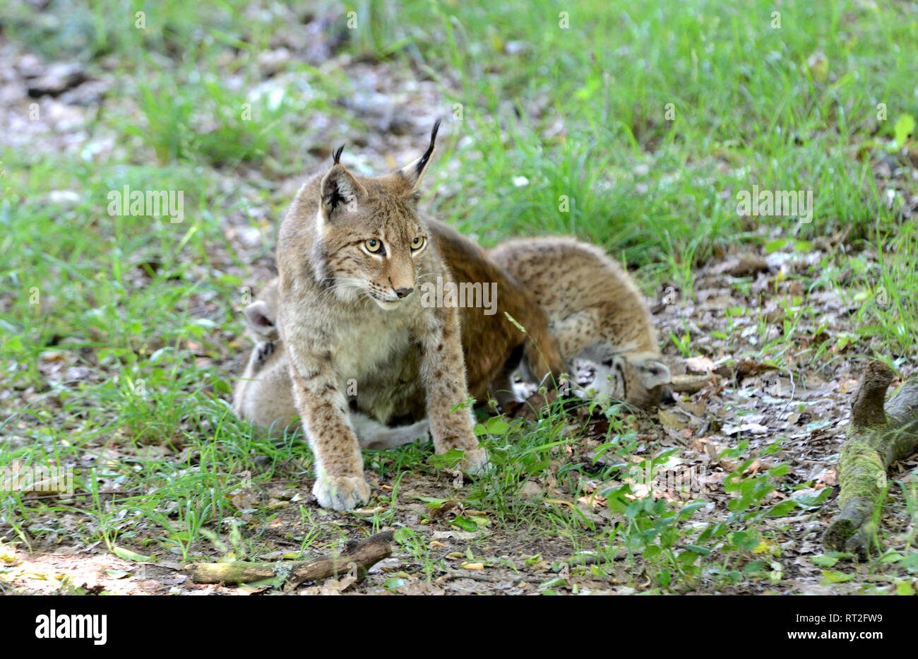 Jäger, endemische Tierarten, Eurasischen Luchs, Europäischer Luchs ...
