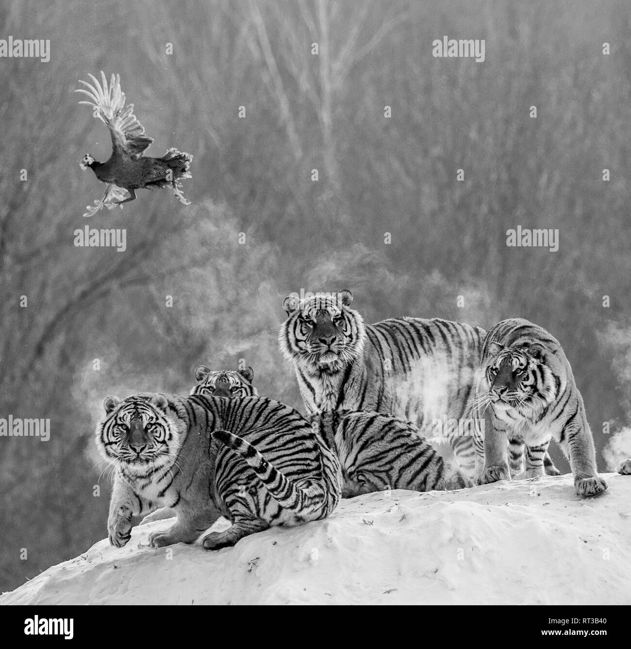 Mehrere Sibirische Tiger Stehen Auf Einem Verschneiten Hügel Und Beute