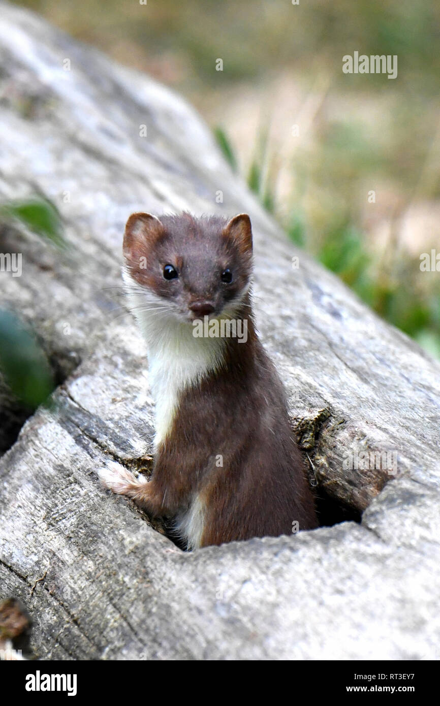 Short tail weasels -Fotos und -Bildmaterial in hoher Auflösung – Alamy