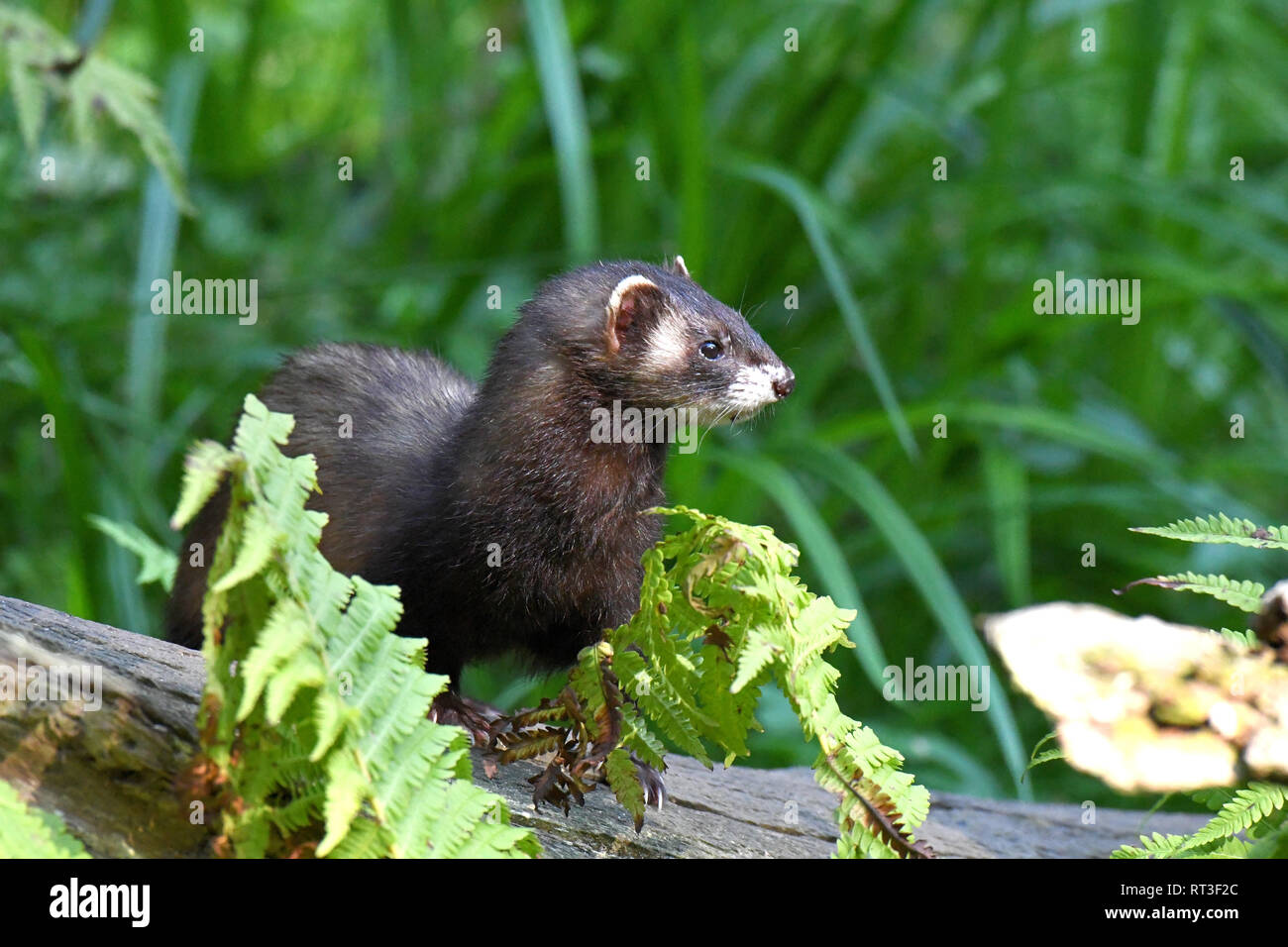 Edle Pelze, lokale Predator, europäischer Iltis, Schnell, heimlich ...