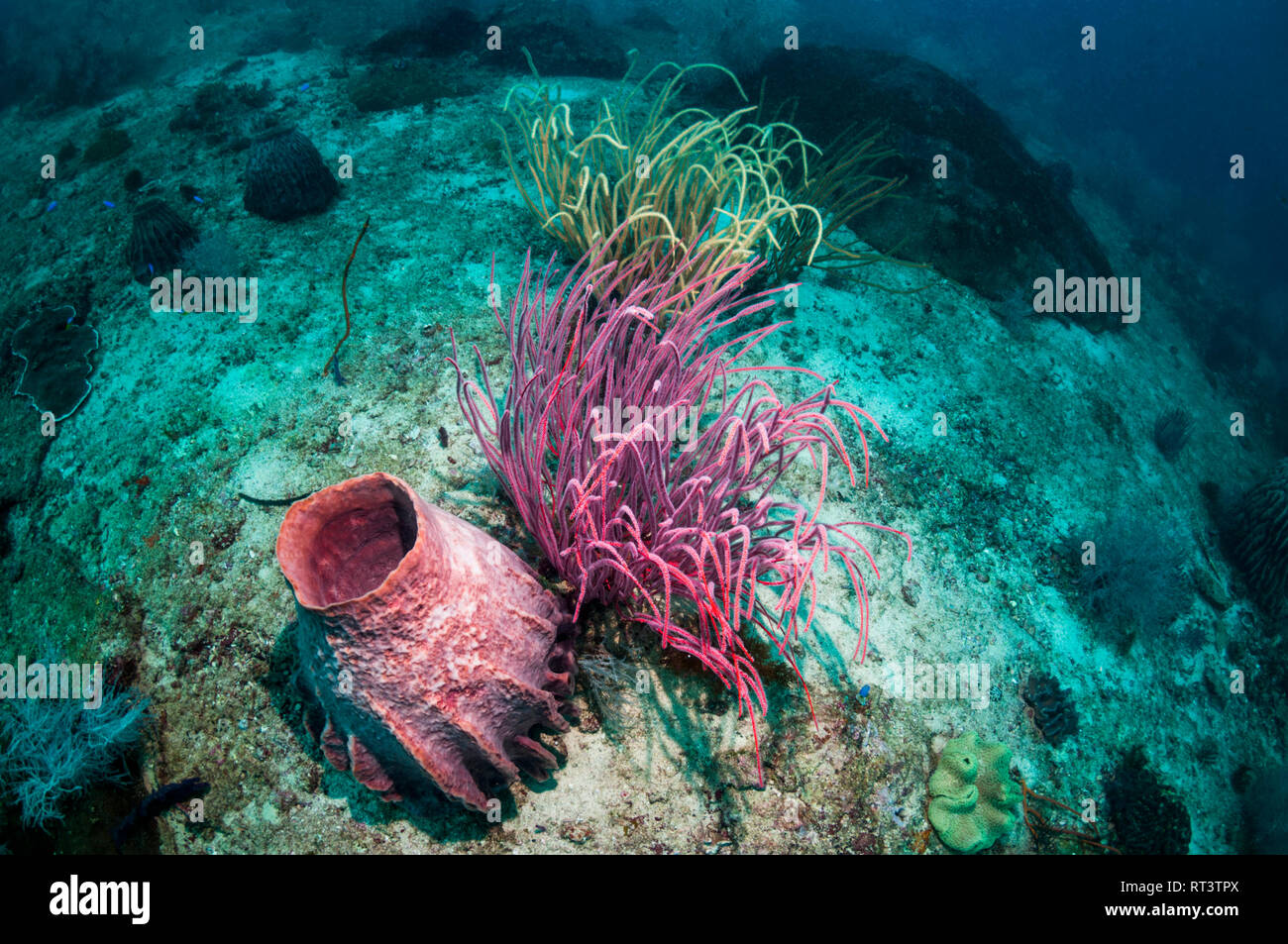 Schwamm meer -Fotos und -Bildmaterial in hoher Auflösung – Alamy
