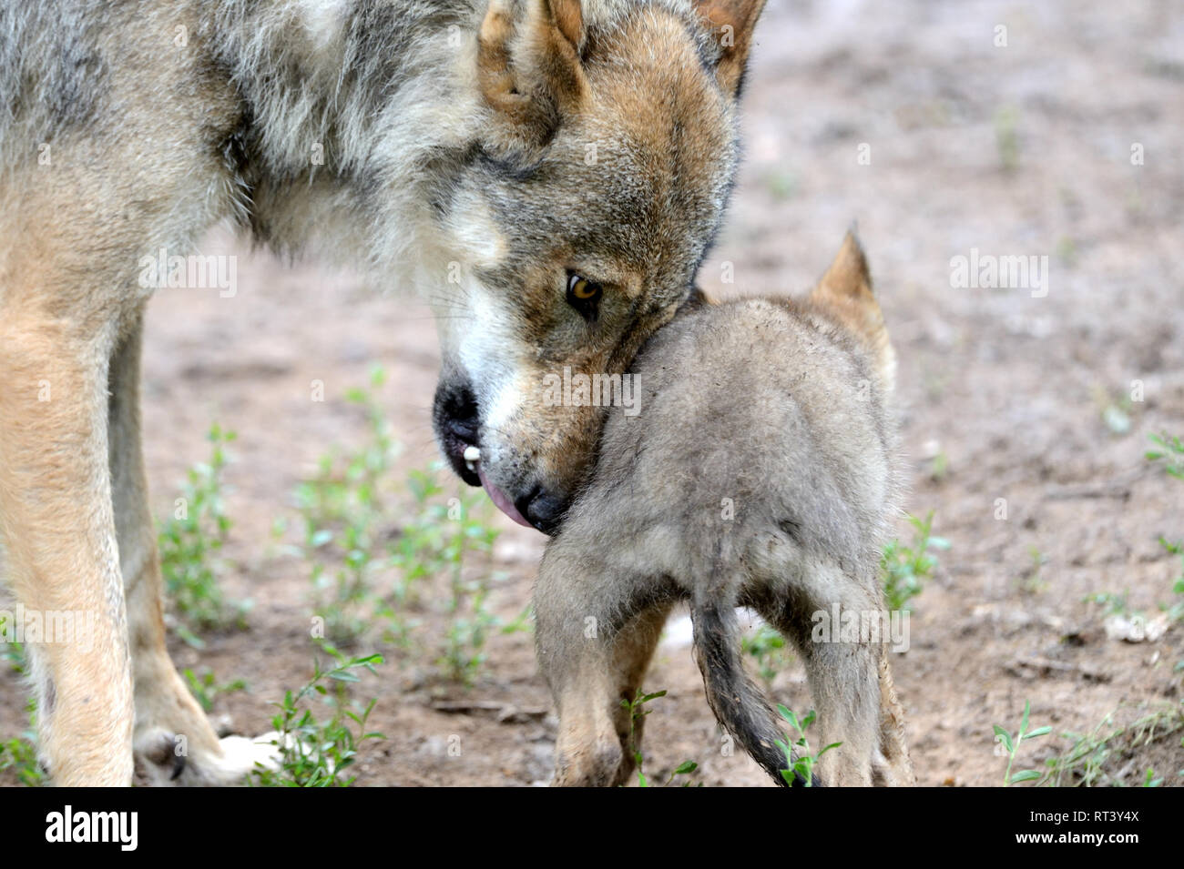 Jung wolf -Fotos und -Bildmaterial in hoher Auflösung – Alamy
