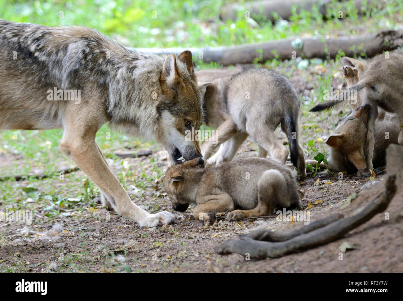 Jung wolf -Fotos und -Bildmaterial in hoher Auflösung – Alamy