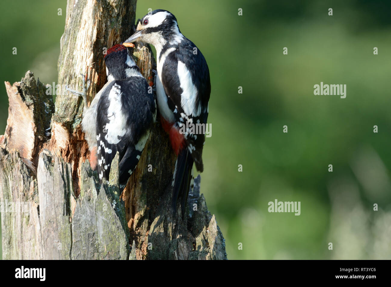 Echte spechte -Fotos und -Bildmaterial in hoher Auflösung – Alamy