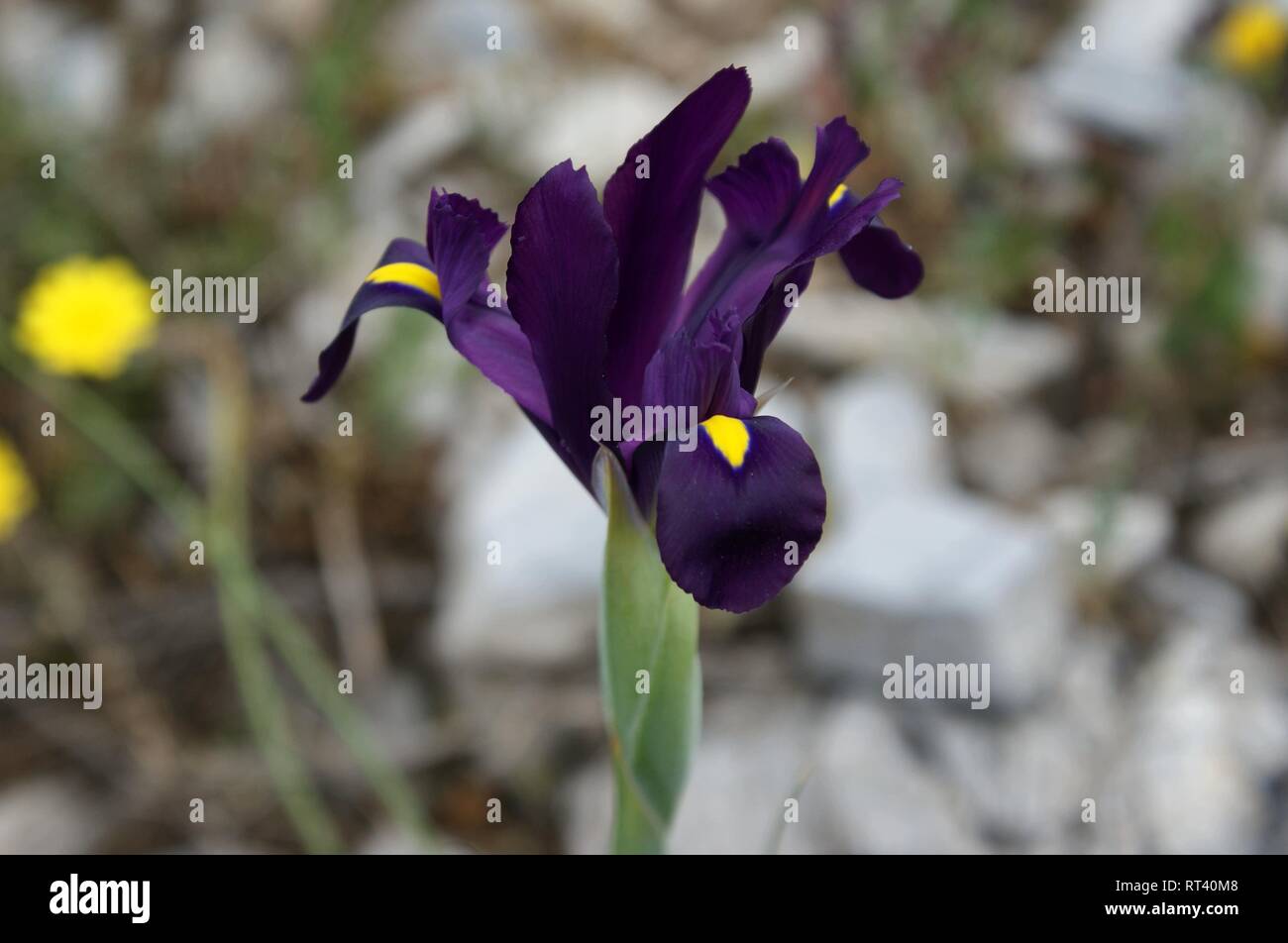 Sierra iris -Fotos und -Bildmaterial in hoher Auflösung – Alamy