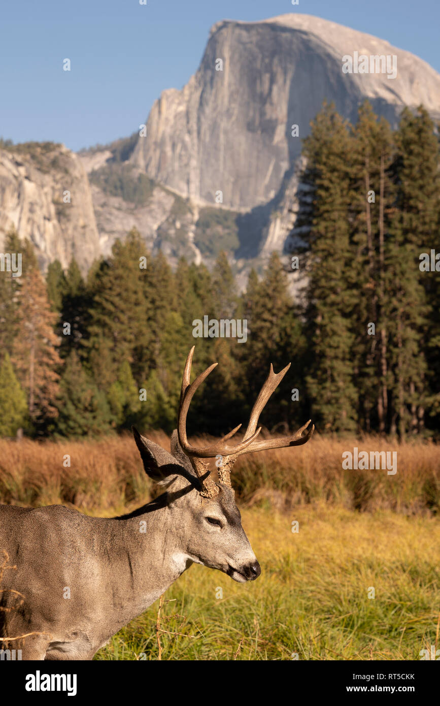 Hirsch Feld El Capitan Hintergrund Stockfotos und -bilder Kaufen - Alamy