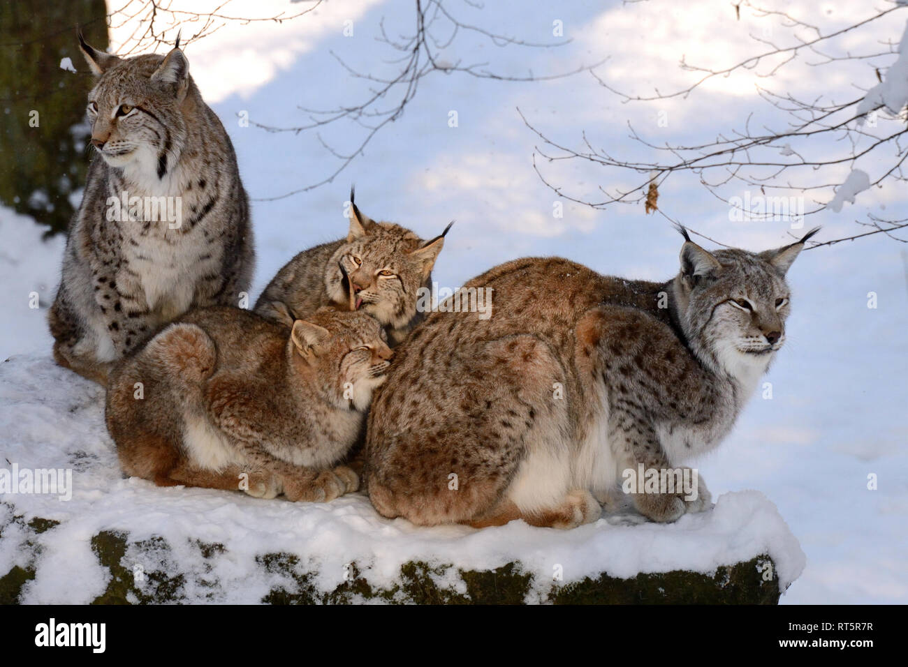 Ansitz Hunter, Ansitzjäger, Eurasischen Luchs, Europäischer Luchs, zur ...