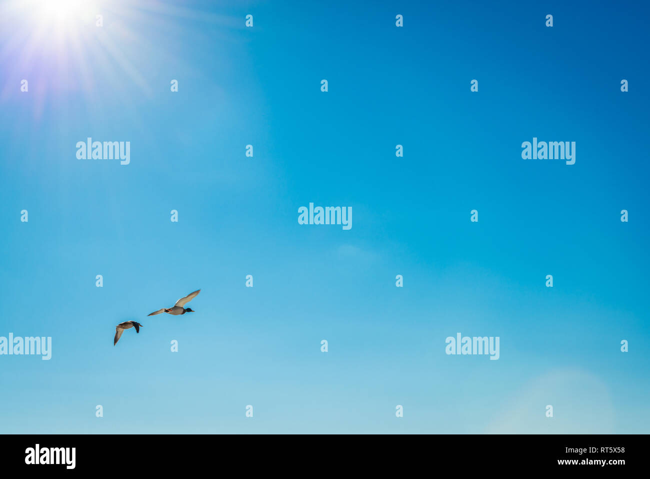 Fliegende Enten Stockfotos und -bilder Kaufen - Alamy