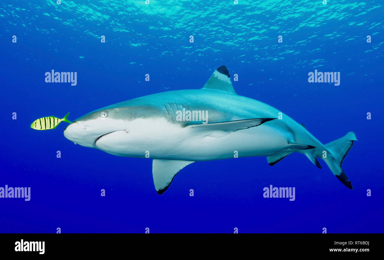 Yap day -Fotos und -Bildmaterial in hoher Auflösung – Alamy