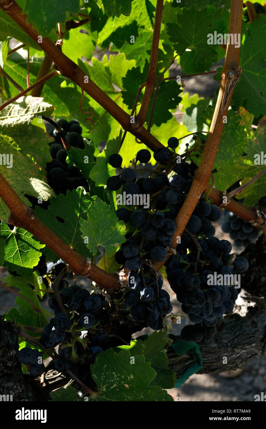Nordkalifornien traube -Fotos und -Bildmaterial in hoher Auflösung – Alamy