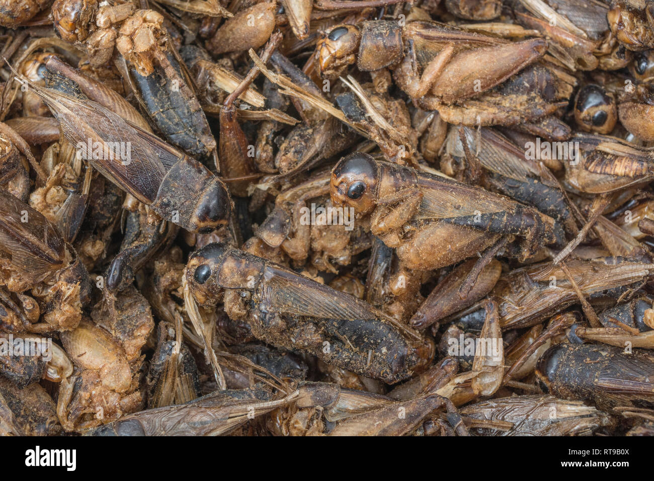 Essbare insekten zum verkauf -Fotos und -Bildmaterial in hoher ...