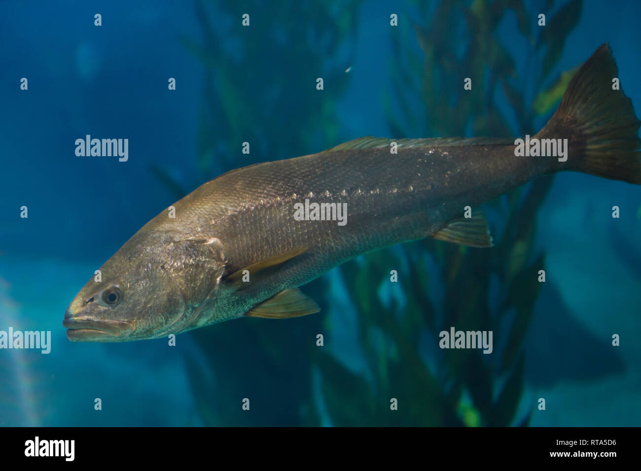 Argyrosomus regius -Fotos und -Bildmaterial in hoher Auflösung – Alamy