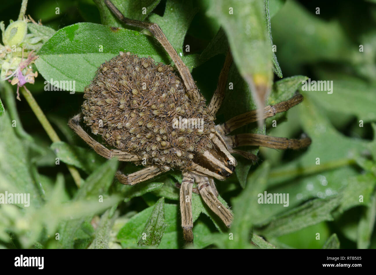 Rabidosa rabida -Fotos und -Bildmaterial in hoher Auflösung – Alamy