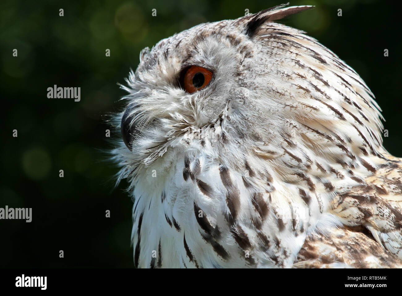 Die sibirische Uhu, Bubo bubo Sibiricus ist die größte Eule der Welt ...