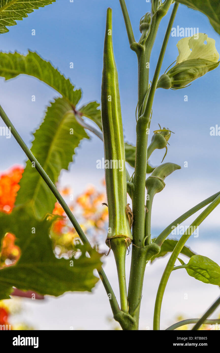 Schöne Nahaufnahme eines Okra (Abelmoschus esculentus) mit dem Reifen ...