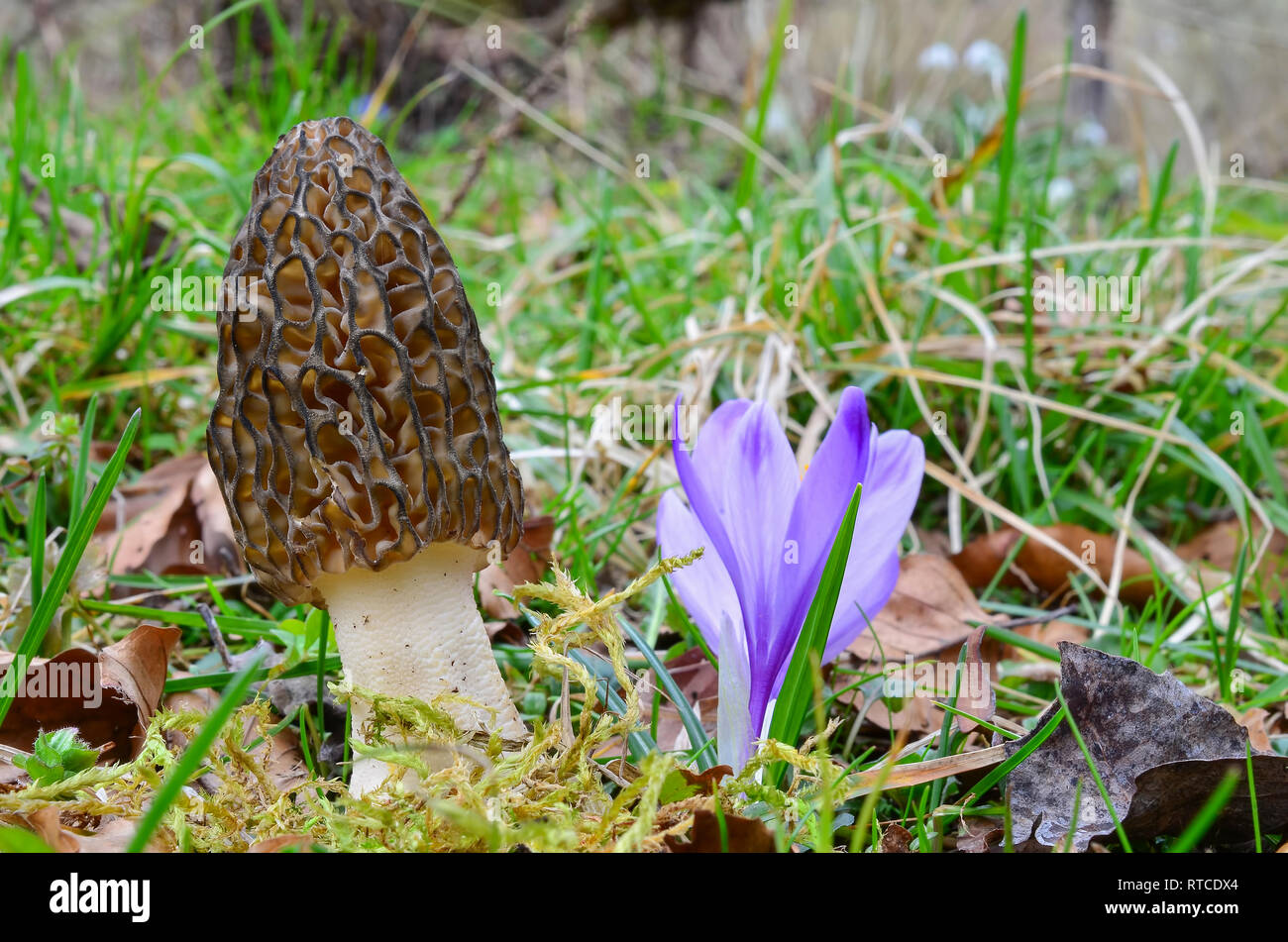 Früher Morchel Stockfotos & Früher Morchel Bilder - Alamy